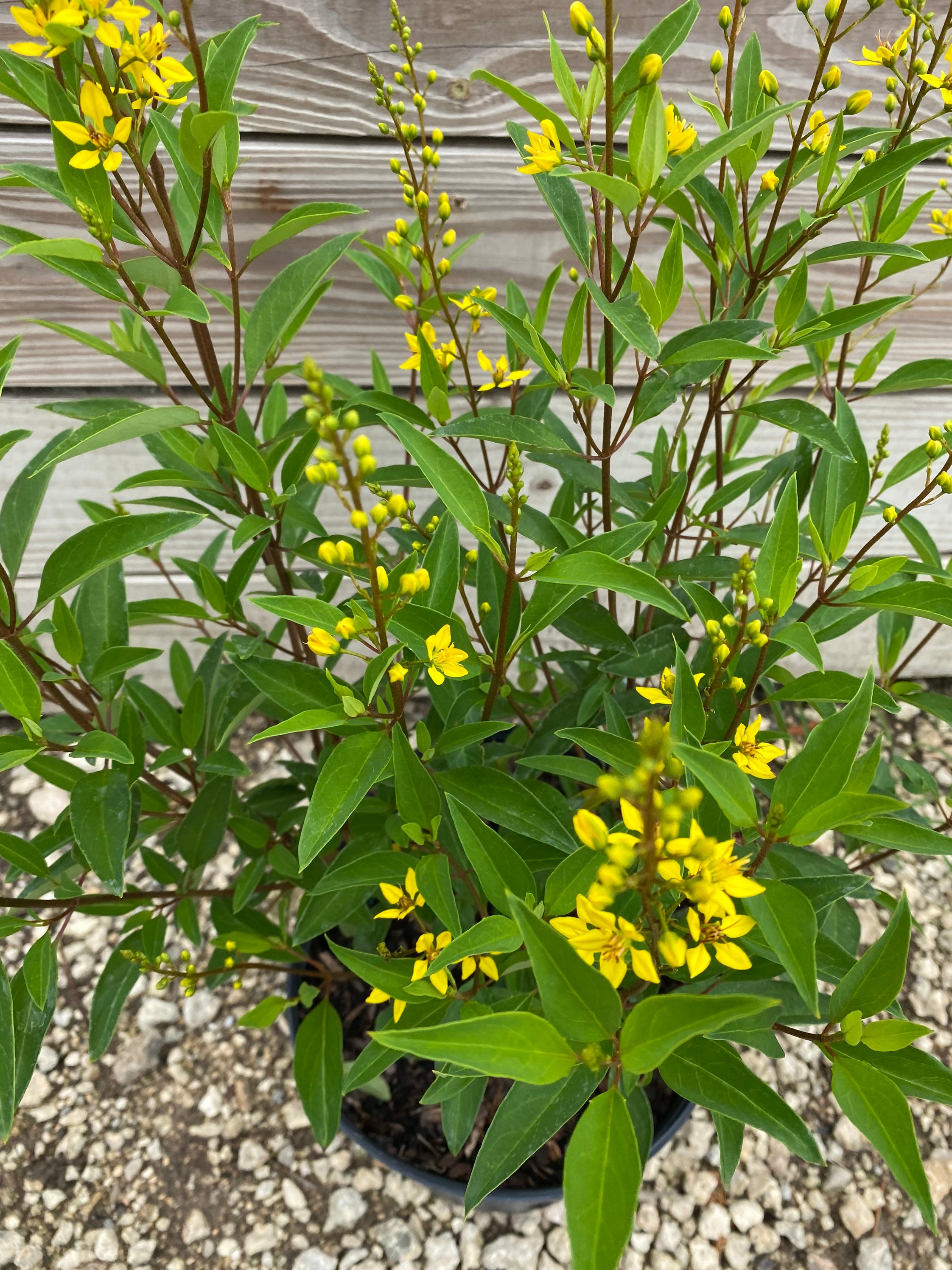 Golden Thryallis Galphimia Glauca 10 Inch Pot Free Shipping to Eastern ...