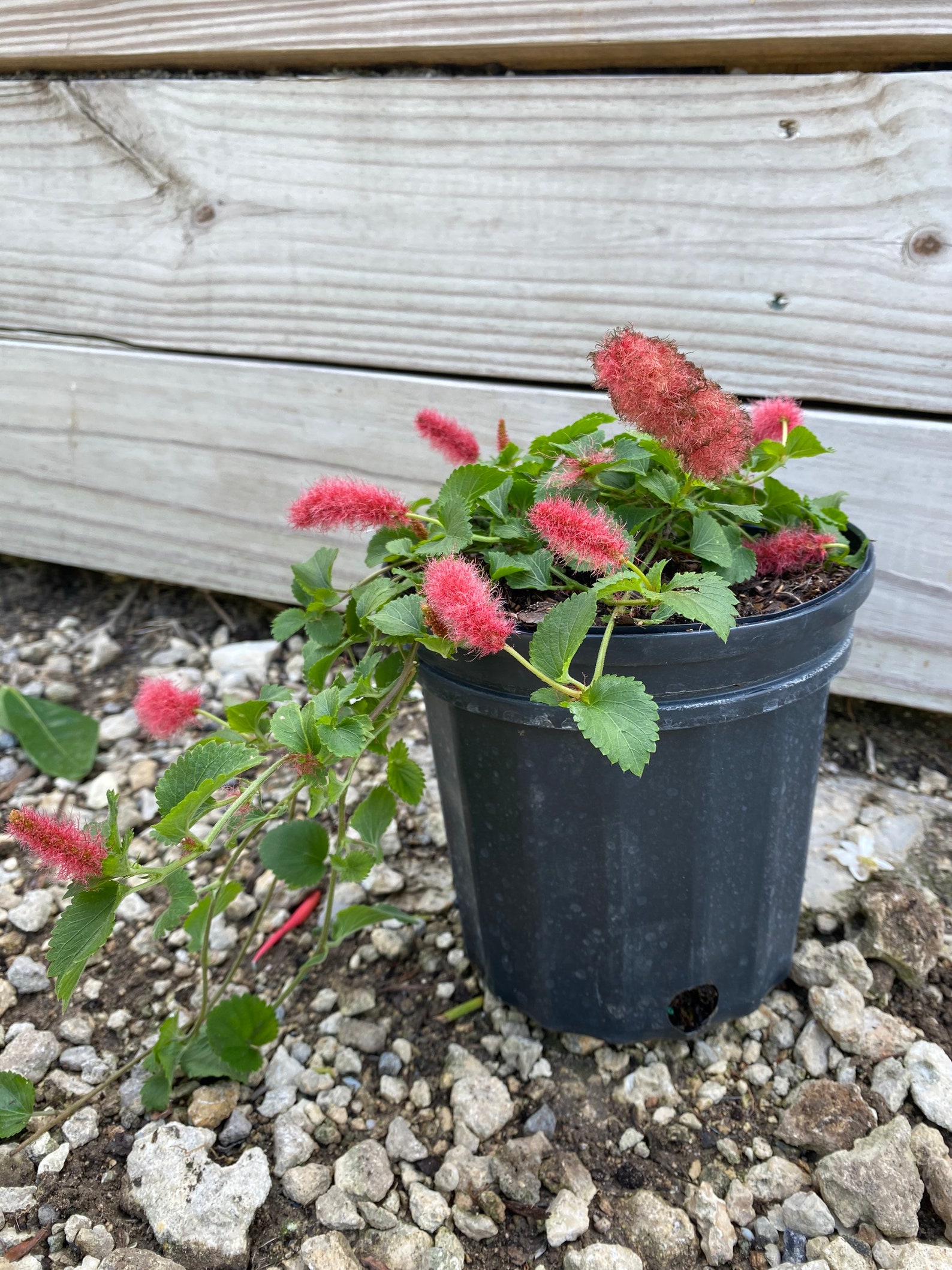 Dwarf Chenille Plant Acalypha Pendula 6 Plant Pot | Etsy