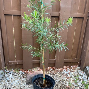 Red Cluster Bottlebrush Tree Callistemon Rigidus Std. Tree 10” Inch Pot ...