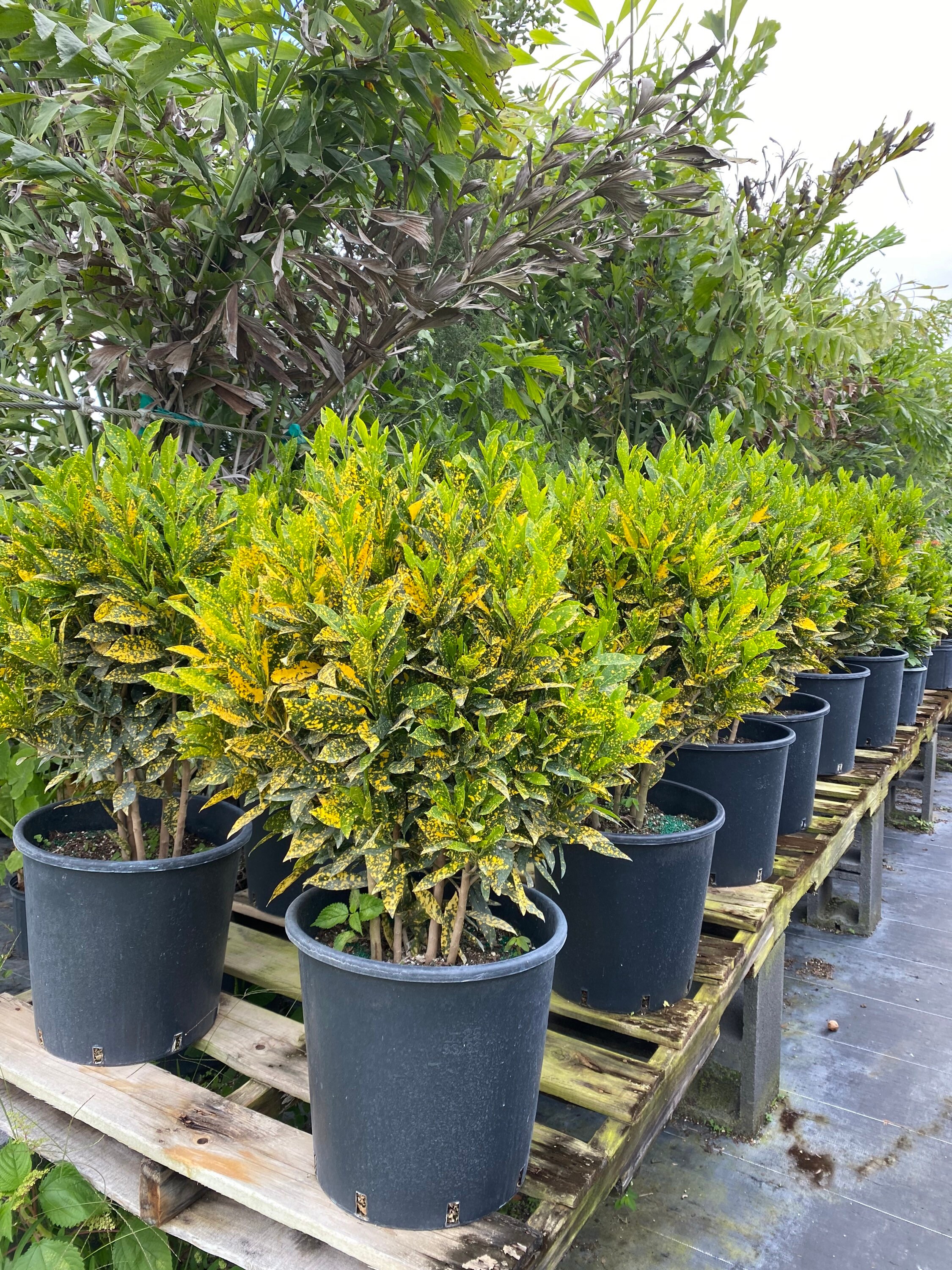Codiaeum Variegatum Gold Dust