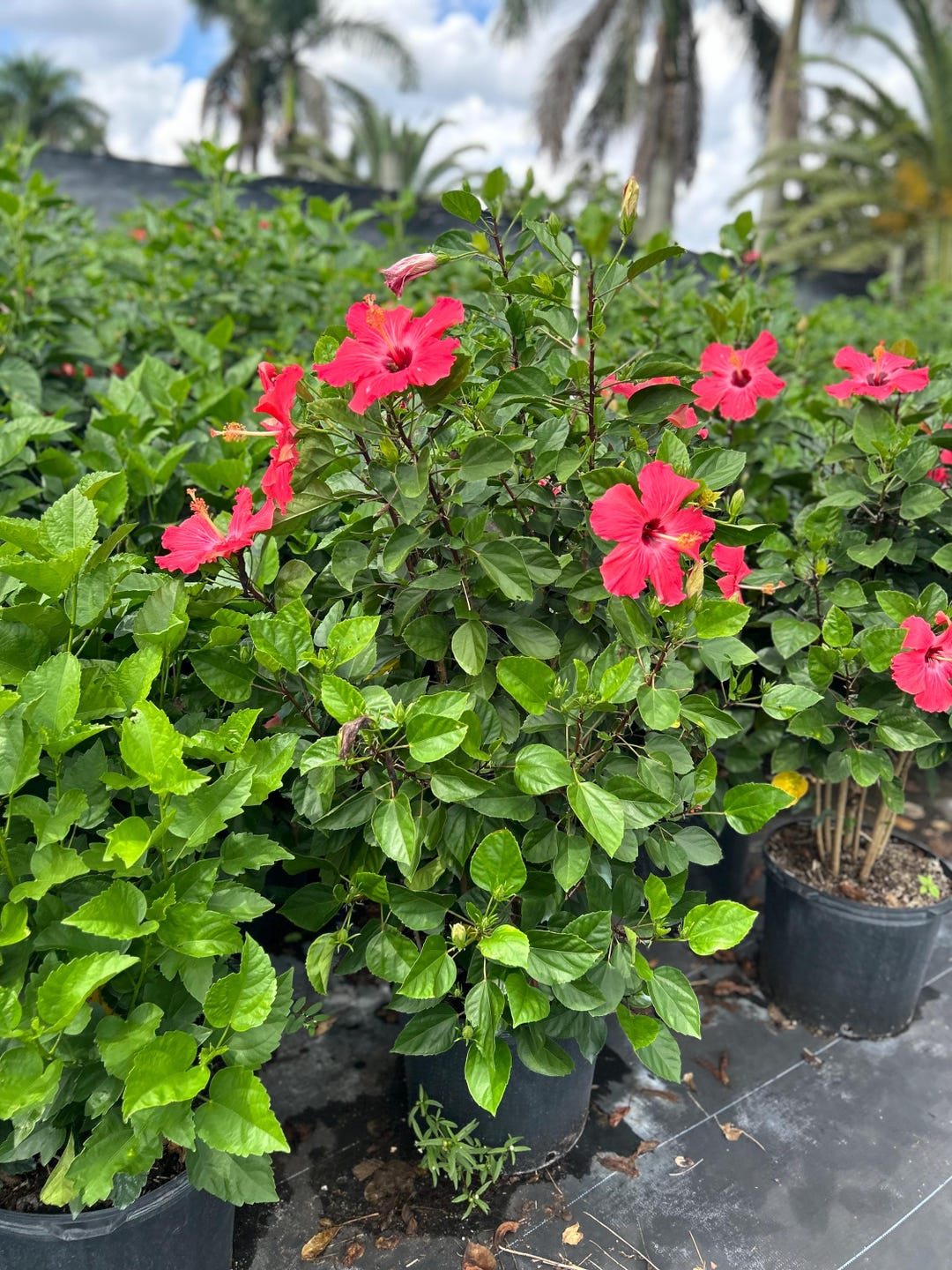 Hibiscus painted Lady Hot Pink 14 Inch Pot - Etsy