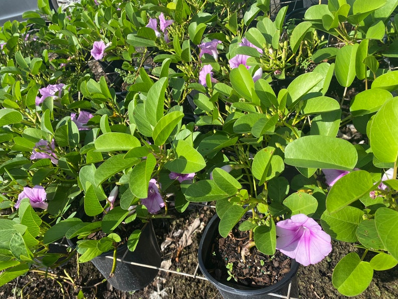 Bulk of 12 Railroad Vine Ipomoea Pes-caprae 6 Inch Pot Free Shipping to ...