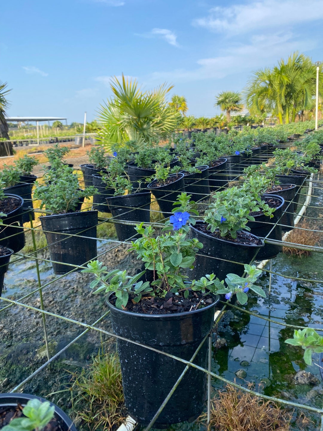 Bulk of 12 Blue Ma Mind Dwarf Morning Glory Evolvulus Hybrid 6 Inch Pot ...
