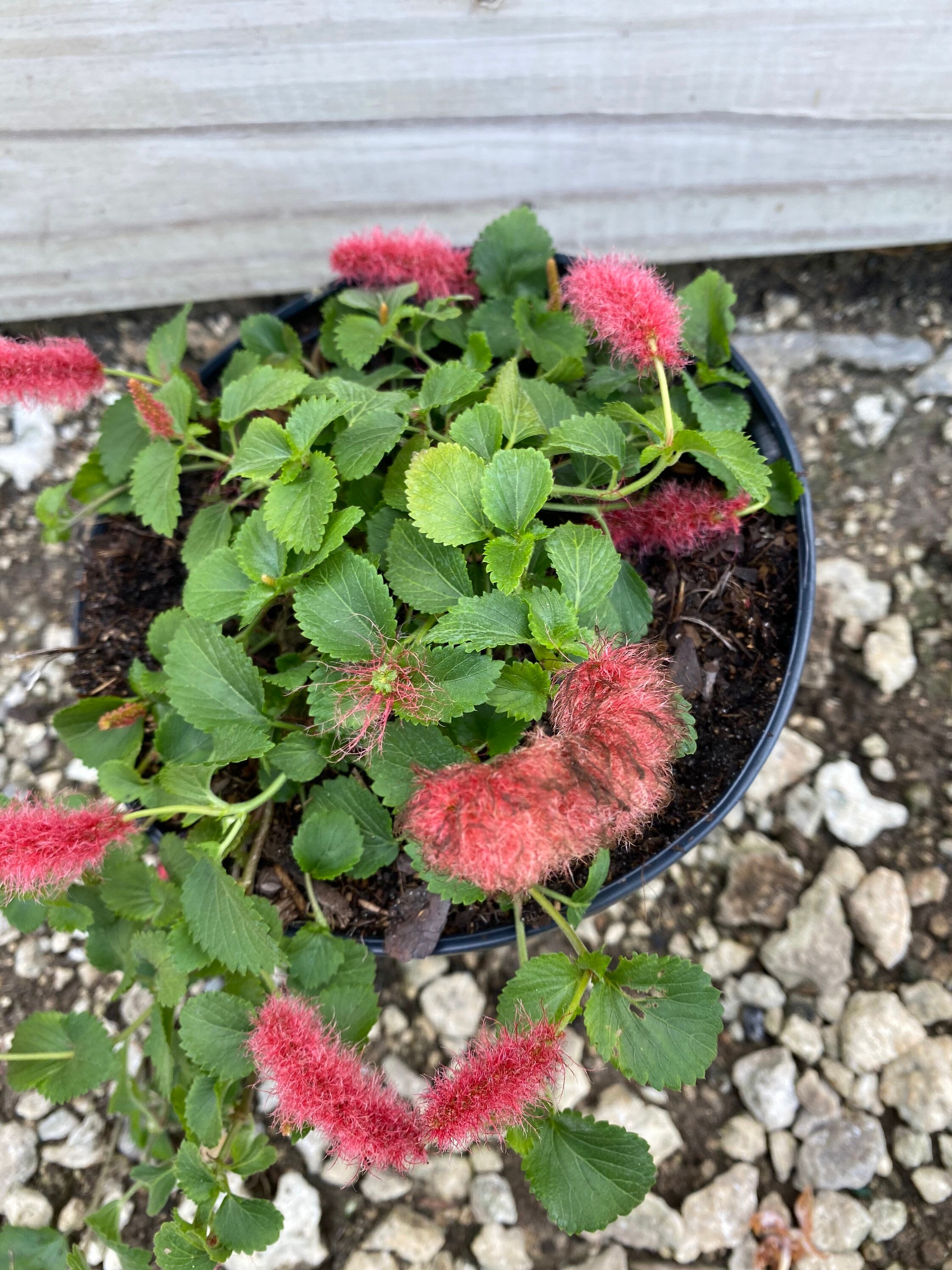 Acalypha pendula Dwarf Chenille Firetail plant Cat tail plant | Etsy
