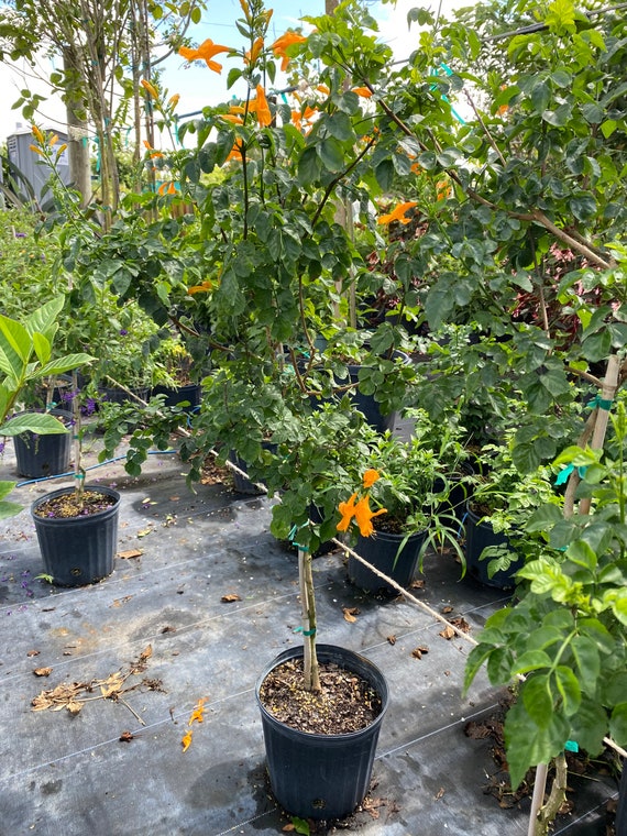 Orange Honeysuckle Tree
