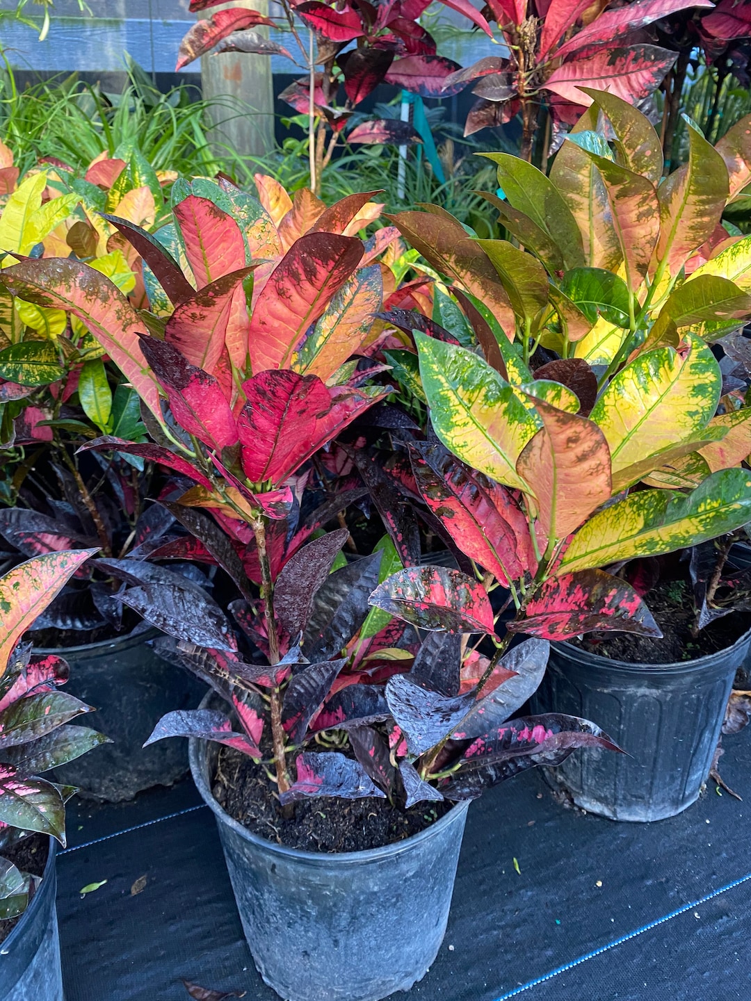 Croton ‘icetone’ Codiaeum Variegatum 10 Inch Pot. Live Tropical Foliage ...
