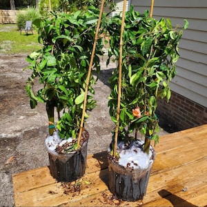 Crossvine – Bignonia Capreolata 10 Inch Pot in Trellis, Native Climbing ...