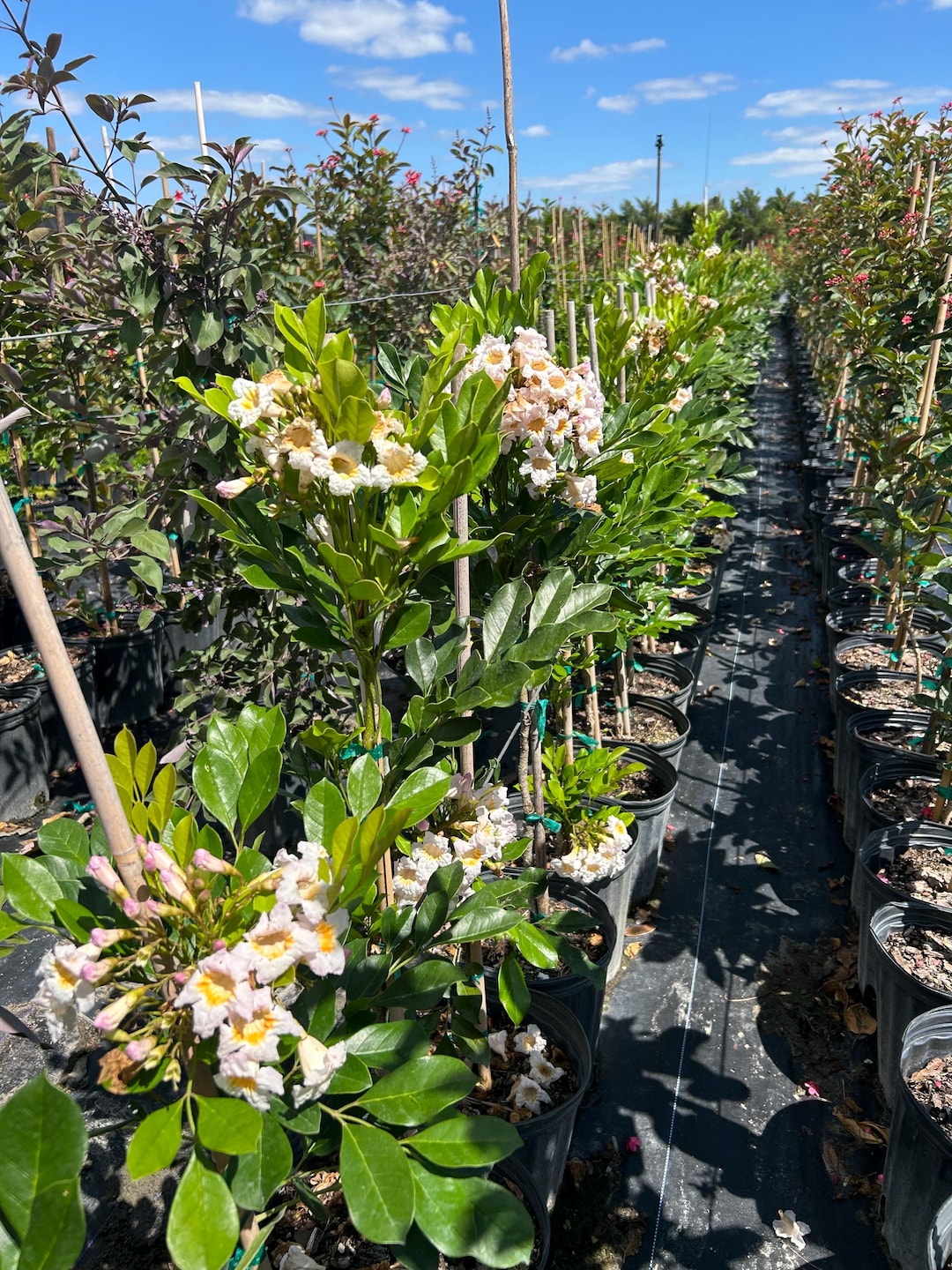 Dwarf Tree Jasmine Tree Form – Radermachera Kunmingensis 10 Inch Pot ...