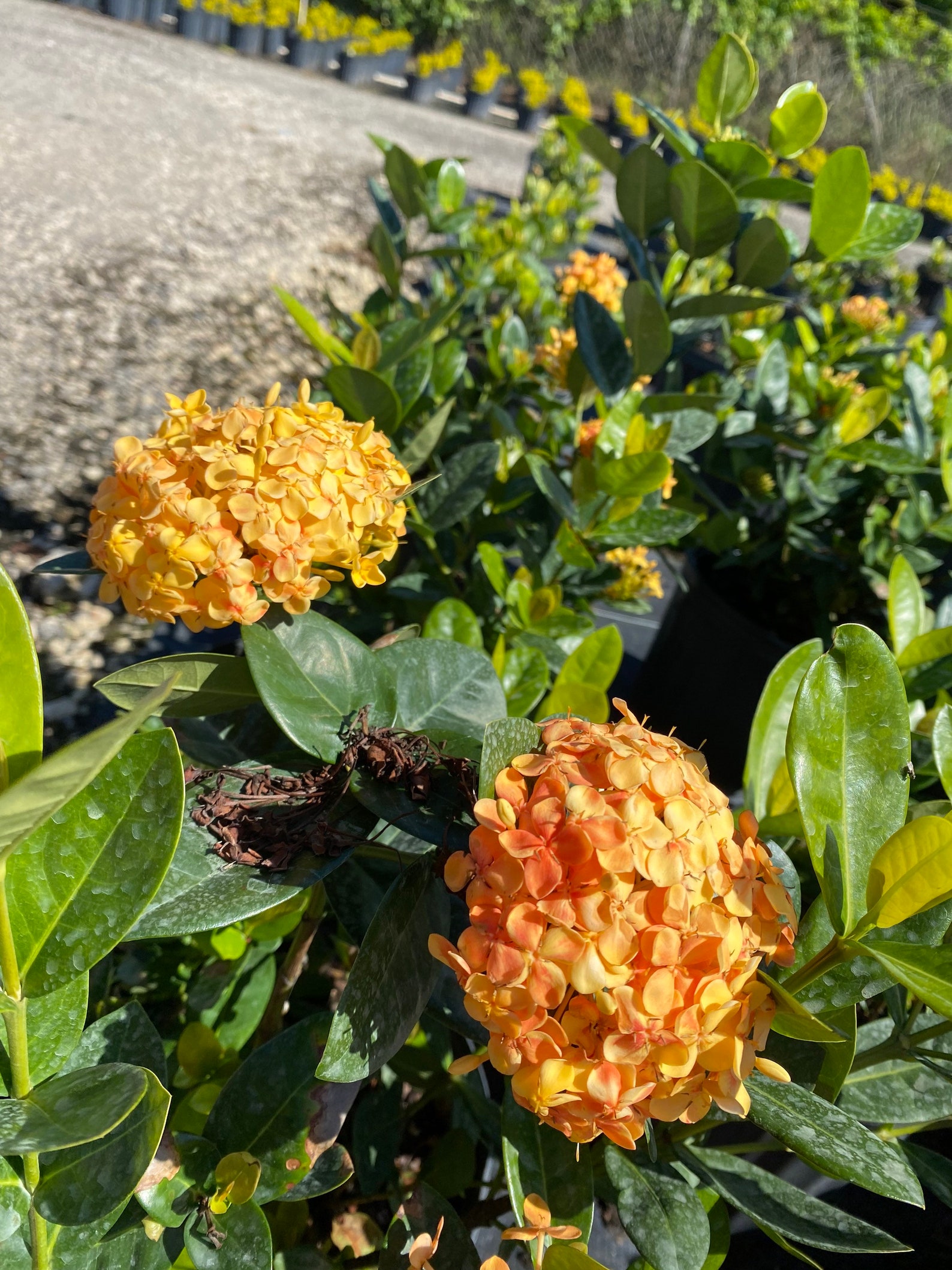Ixora Maui Yellow Ixora Coccinea 10 Inch Pot - Etsy