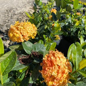 Ixora Maui Yellow Ixora Coccinea 10 Inch Pot FREE Shipping - Etsy
