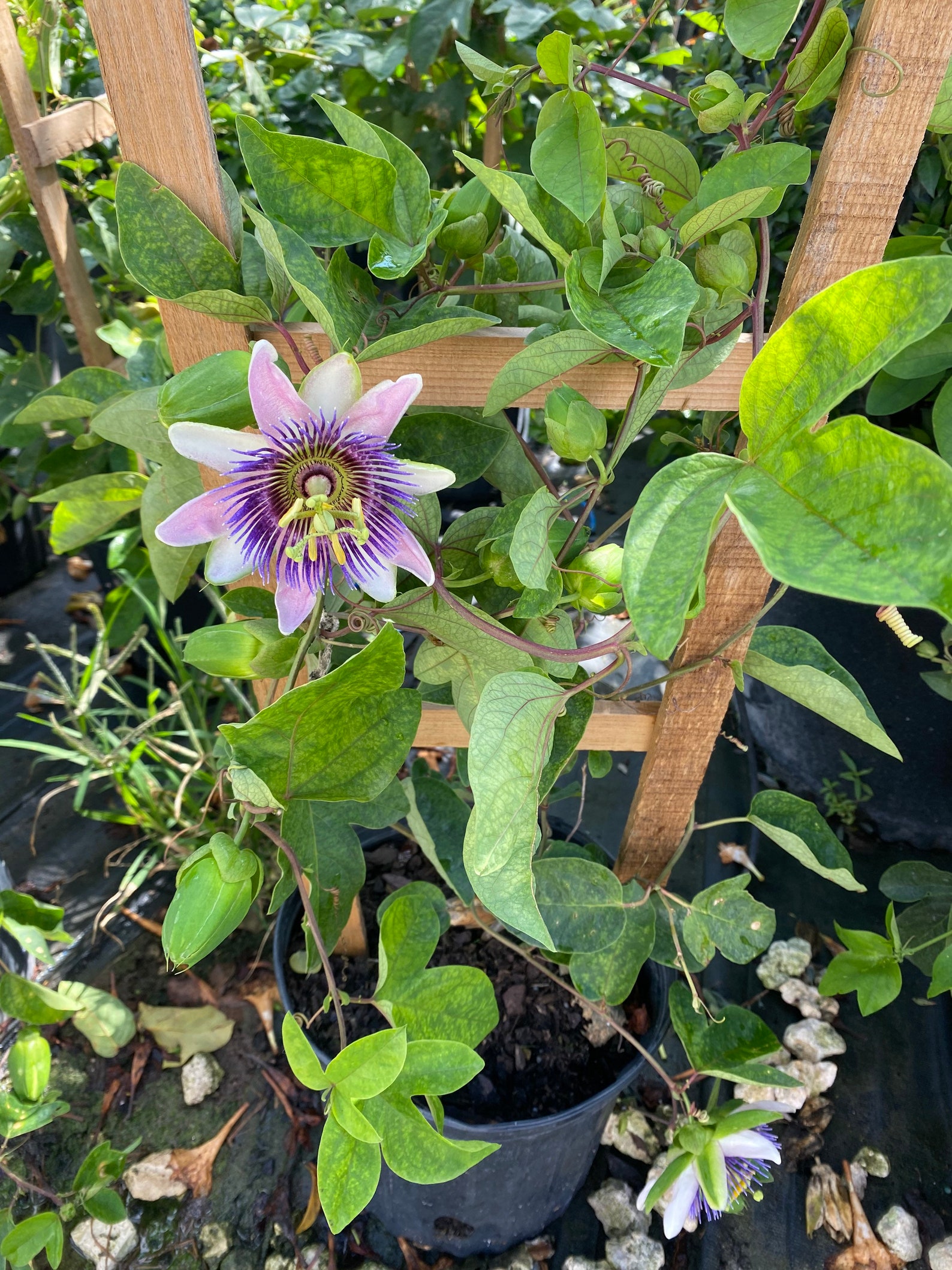 No Fruit Blue Passion Vine In Trellis Passionflower Passion Etsy