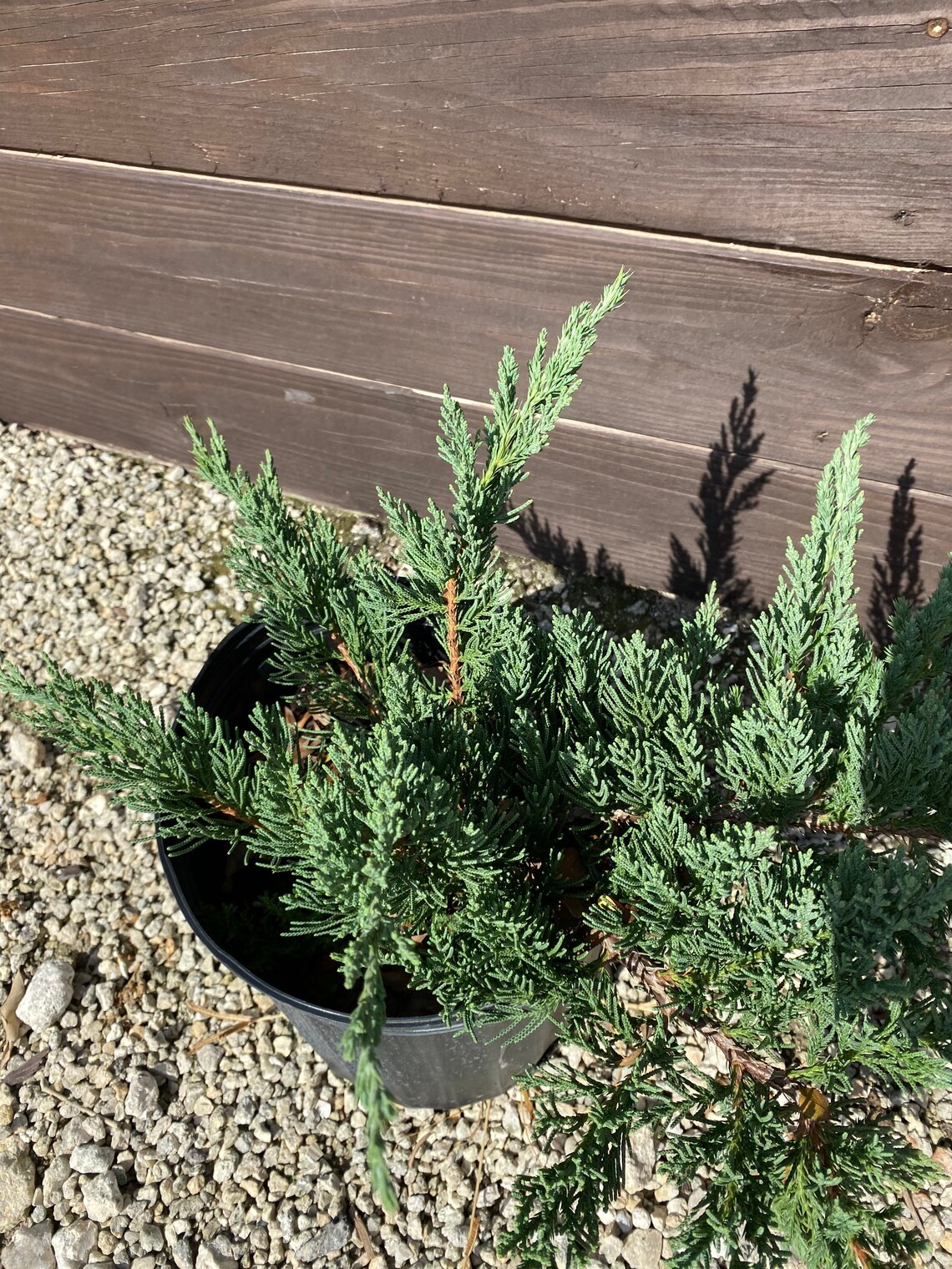 Juniper Parsoni Juniperus Chinensis 10 Inch Pot FREE Shipping - Etsy