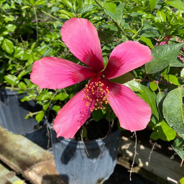 Hibiscus - Etsy
