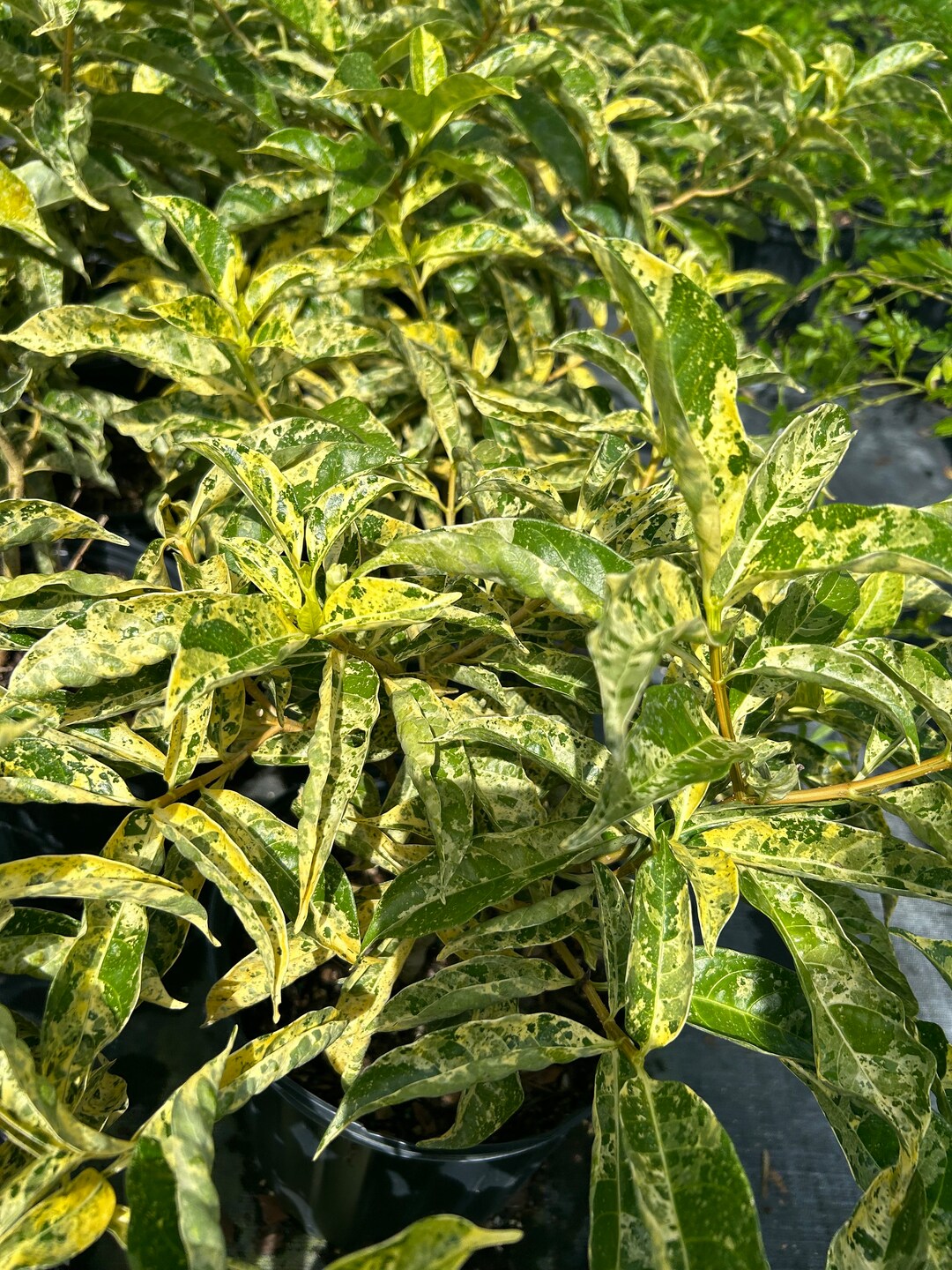 Tabernaemontana Divaricata ‘gold Nugget’ Rare Variegated 10” Inch Pot ...