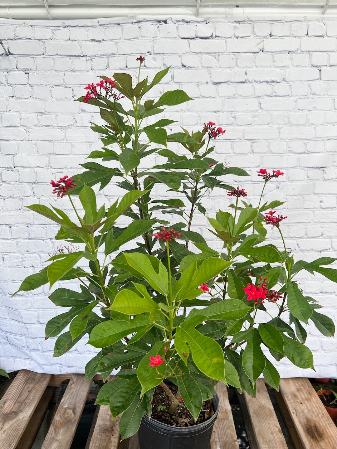 Jatropha Integerrima Red Peregrina Spicy Jatropha 10 Inch Pot Free ...