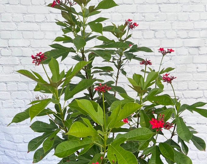 Jatropha Multifida Flowering Coral Tree Bush ROOTED Starter Plant - Etsy