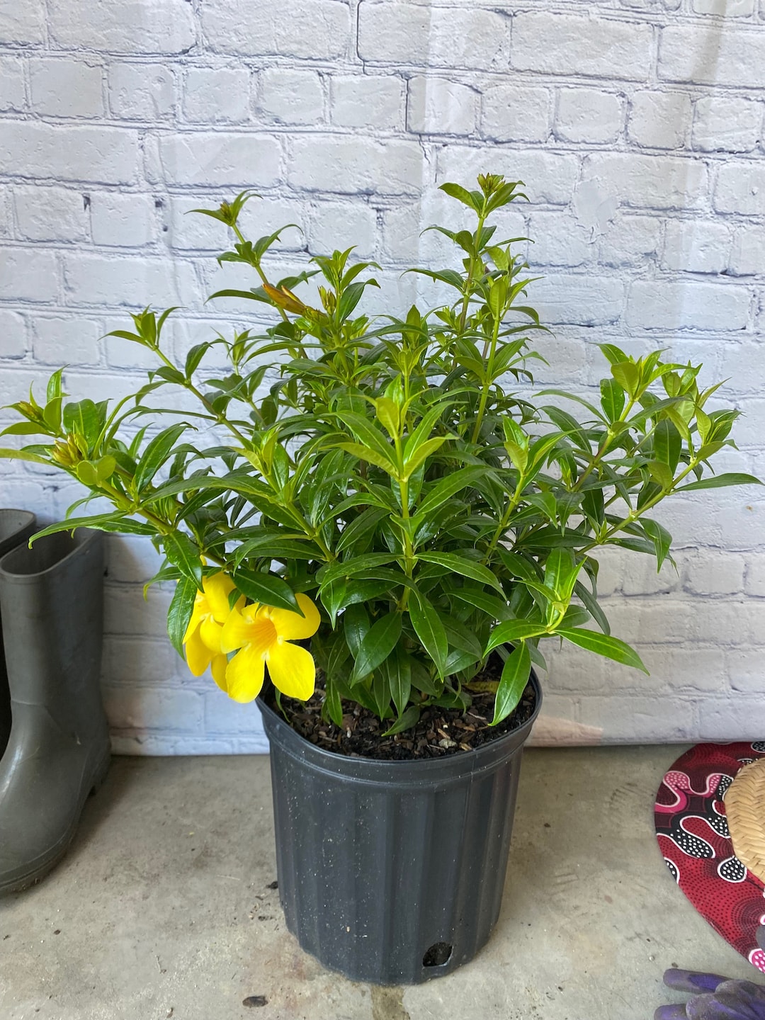 Allamanda Dwarf Allamanda Cathartica ‘compacta’ 10 Inch Pot Free ...