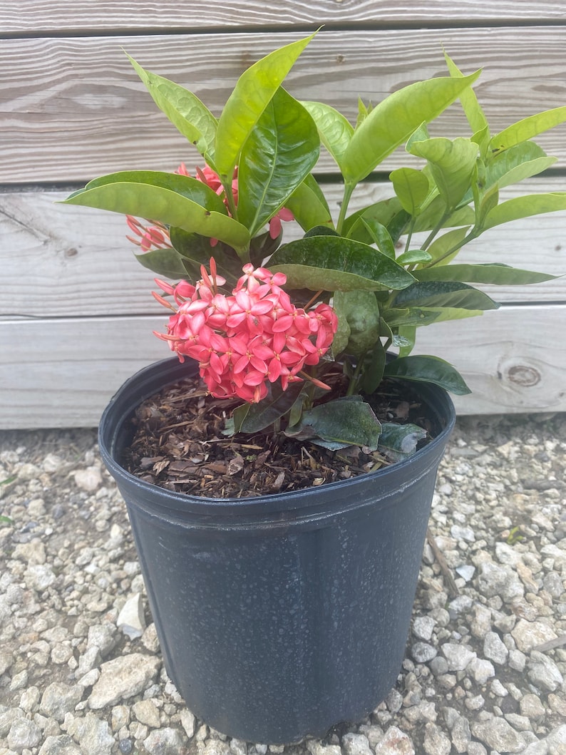 Ixora Nora Grant Pink Ixora Coccinea 10 Inch Pot - Etsy Hong Kong