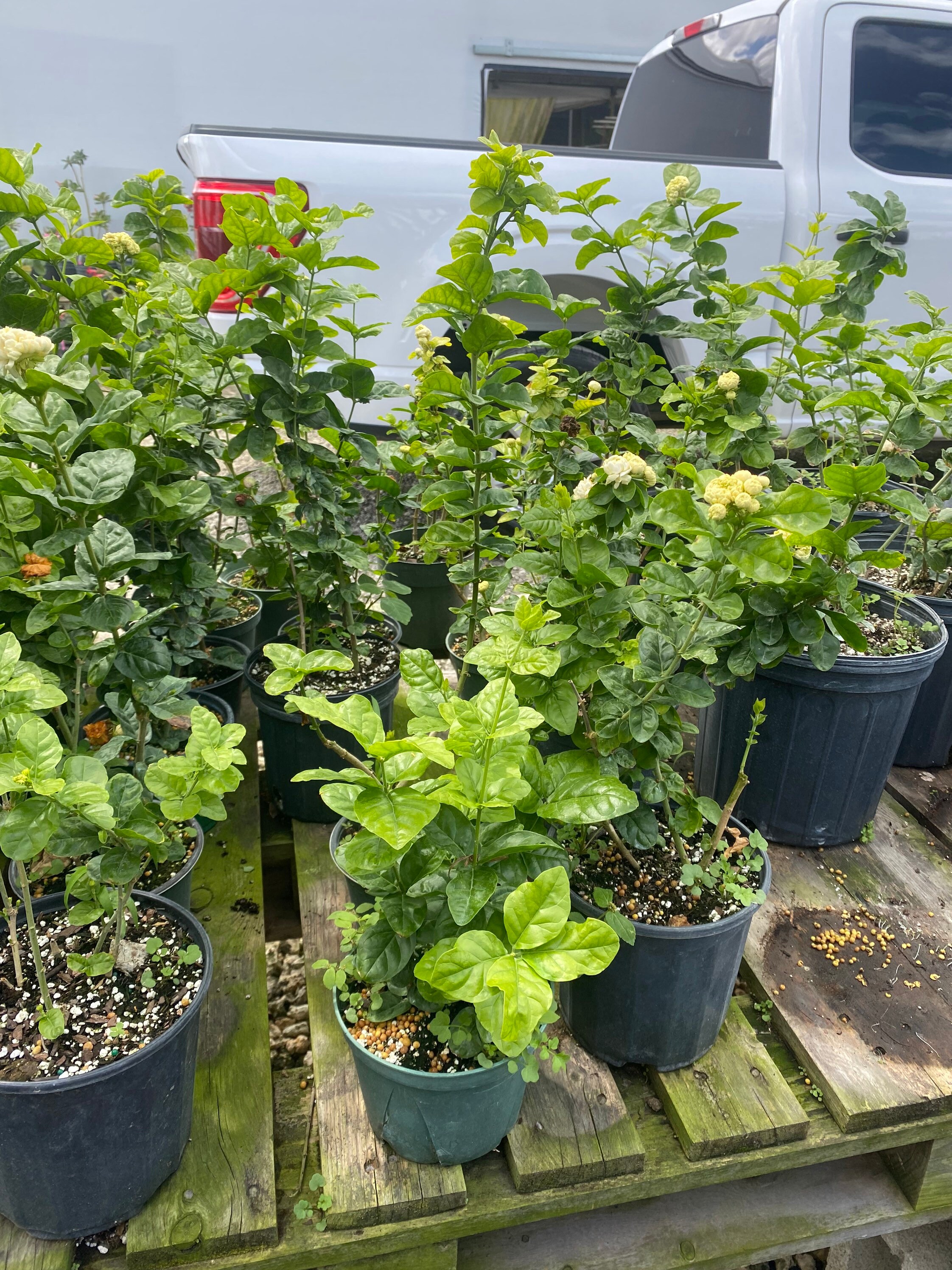 Jasmine Grand Duke of Tuscany Jasminum Sambac 6 Inch Pot FREE - Etsy