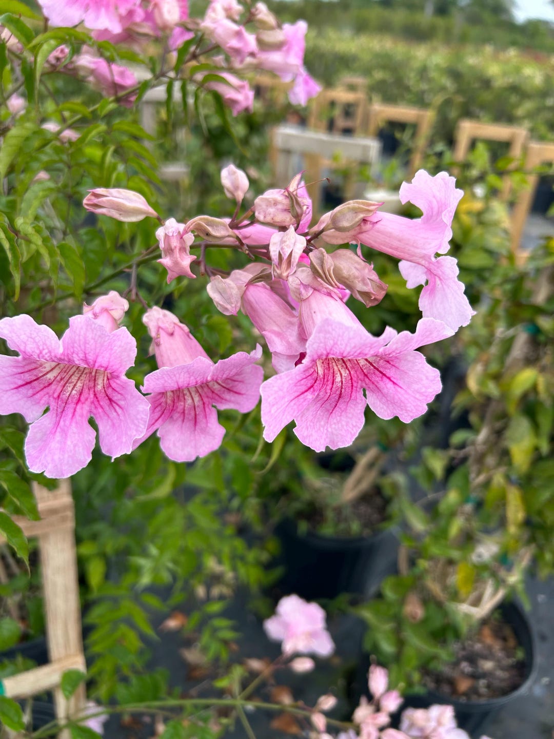 Pandorea Jasminoides Pink Pandora Vine 10 Inch Pot Free Shipping to ...