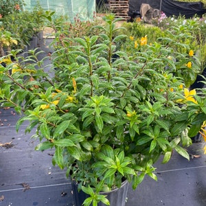 Allamanda Dwarf Allamanda Cathartica ‘compacta’ 10 Inch Pot Free ...