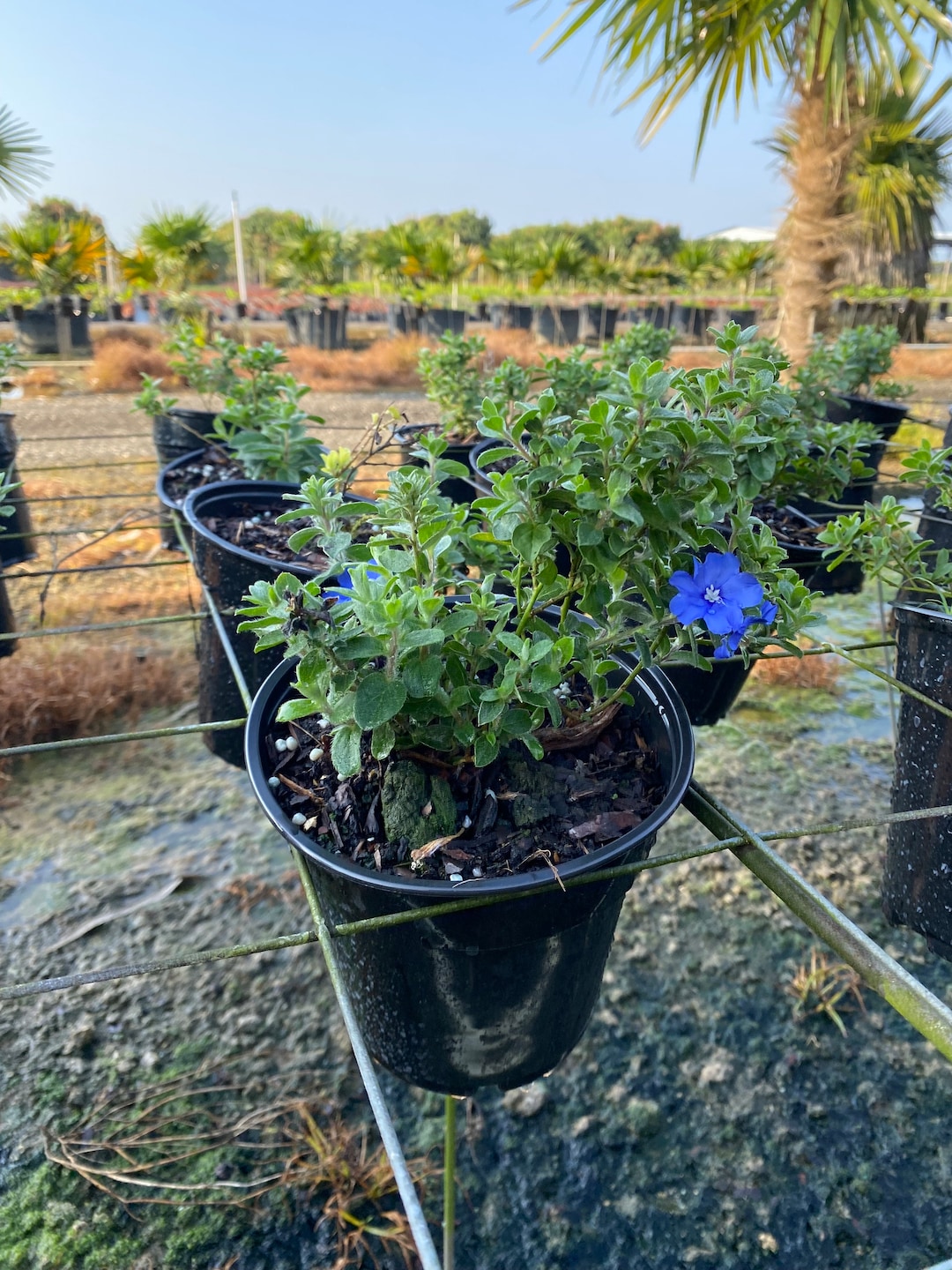 Blue Ma Mind Dwarf Morning Glory Evolvulus Hybrid 6 Inch Pot - Etsy