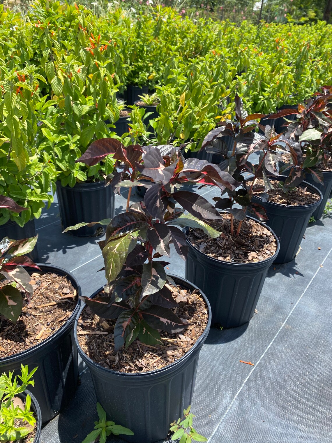 Chocolate Caricature Jamaican Croton at Christopher Doyle blog