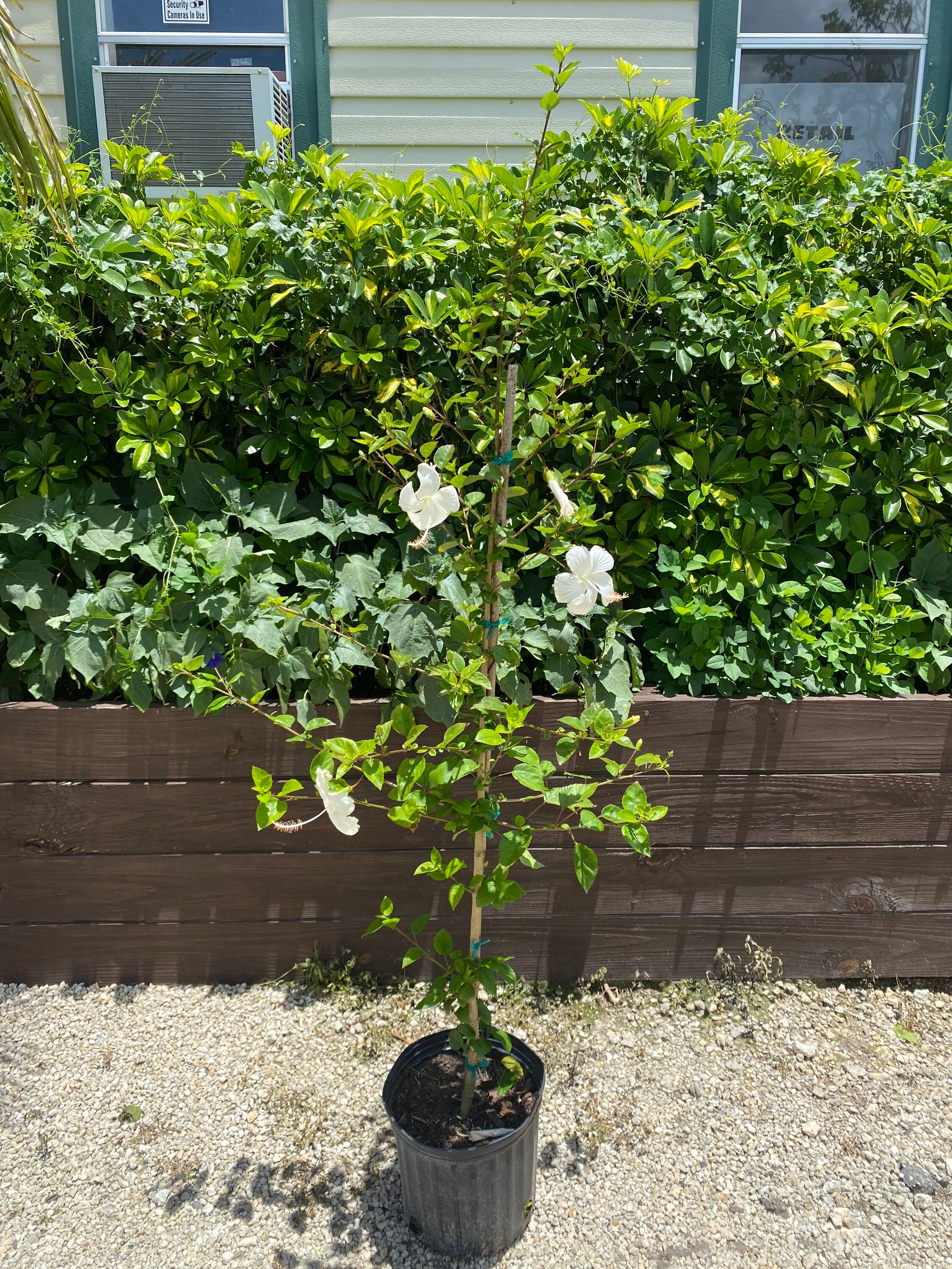 Coastal Tree Hibiscus