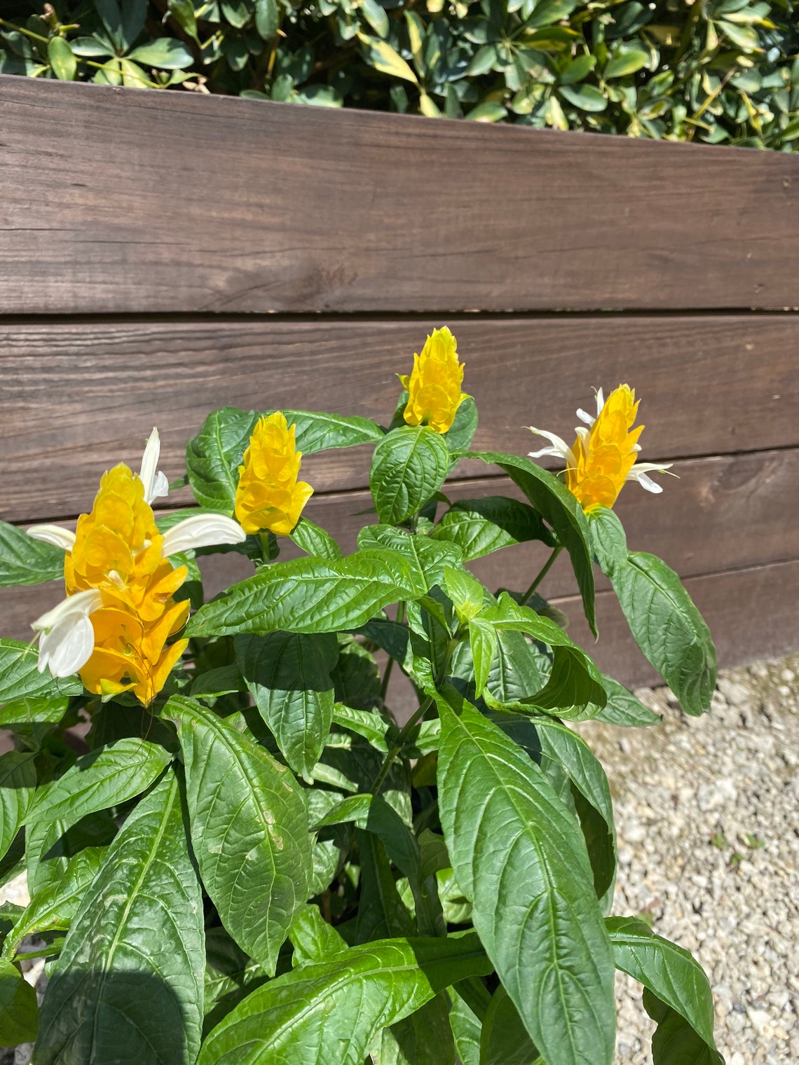 Yellow Shrimp Plant Pachystachys Lutea Golden Shrimp Plant 10 - Etsy Canada