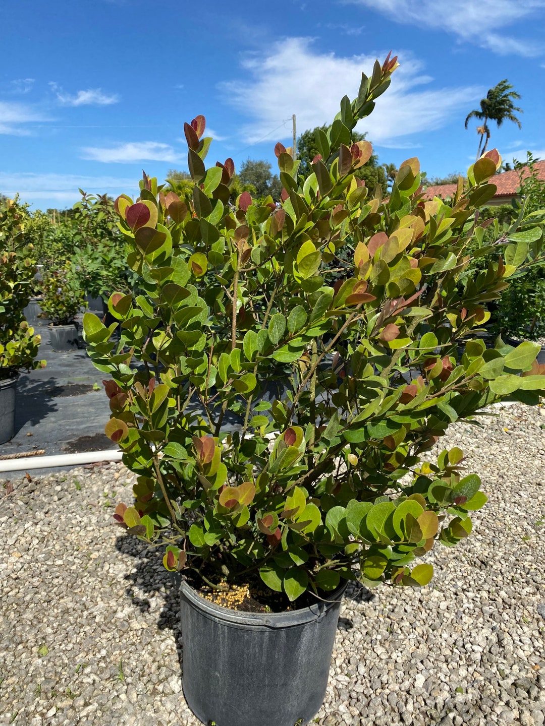 Red Tip Cocoplum Chrysobalanus Icaco 14 Inch Pot Free Shipping to ...