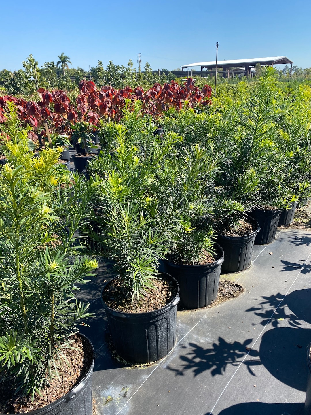 Podocarpus ‘maki’ Podocarpus Macrophyllus 14 Inch Pot Free Shipping to ...