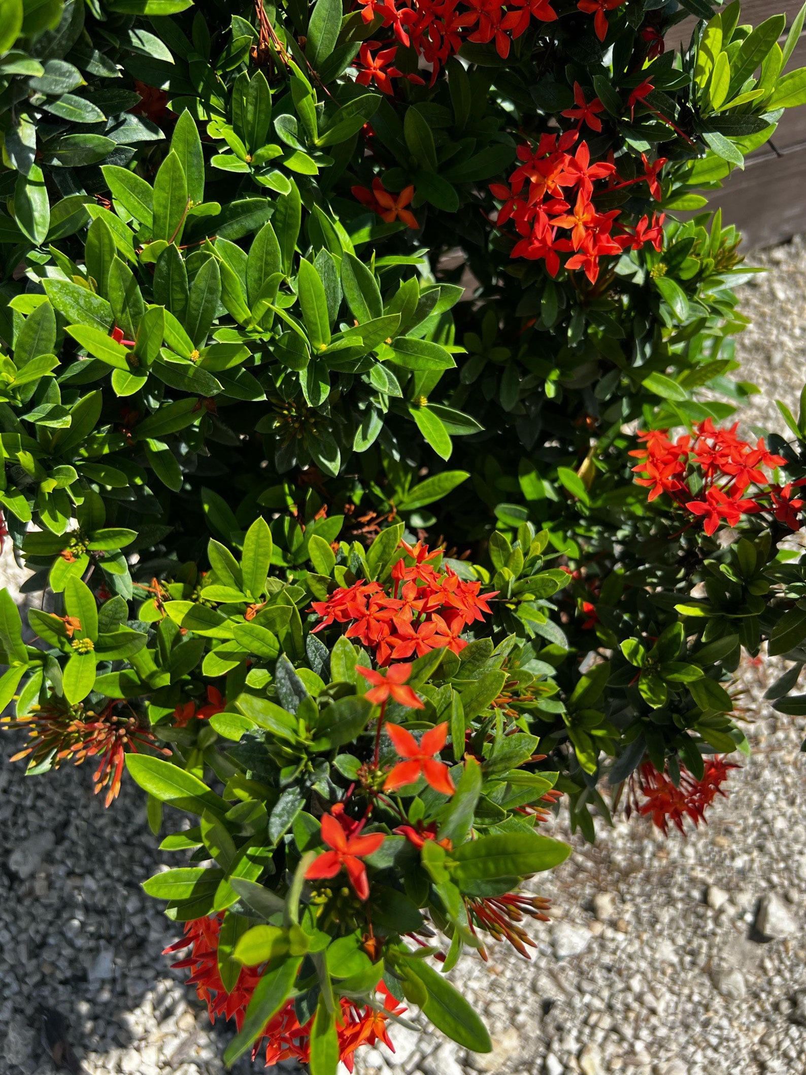 Ixora Taiwanese Red Dwarf Ixora 10 Inch Pot FREE Shipping - Etsy