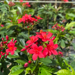 Jatropha Integerrima ‘red Peregrina’ – Spicy Jatropha 10 Inch Pot ...