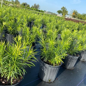 Podocarpus maki Podocarpus Macrophyllus 10 Inch Pot FREE Shipping East ...