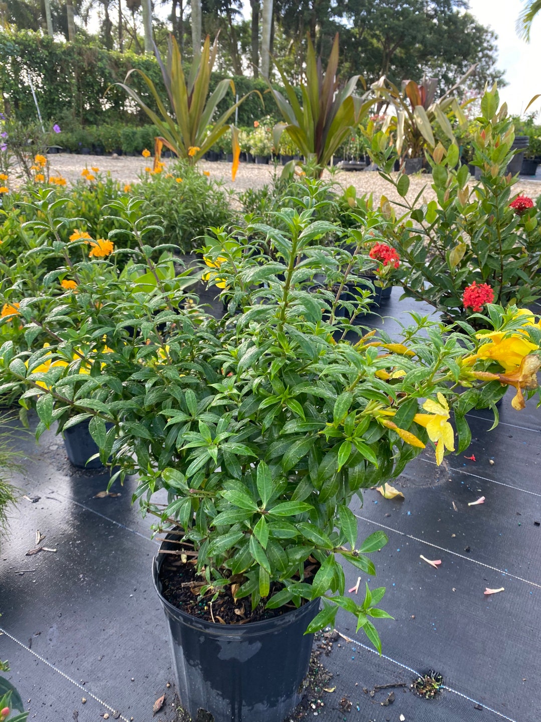 Allamanda Dwarf Golden Trumpet Allamanda Cathartica compacta - Etsy UK