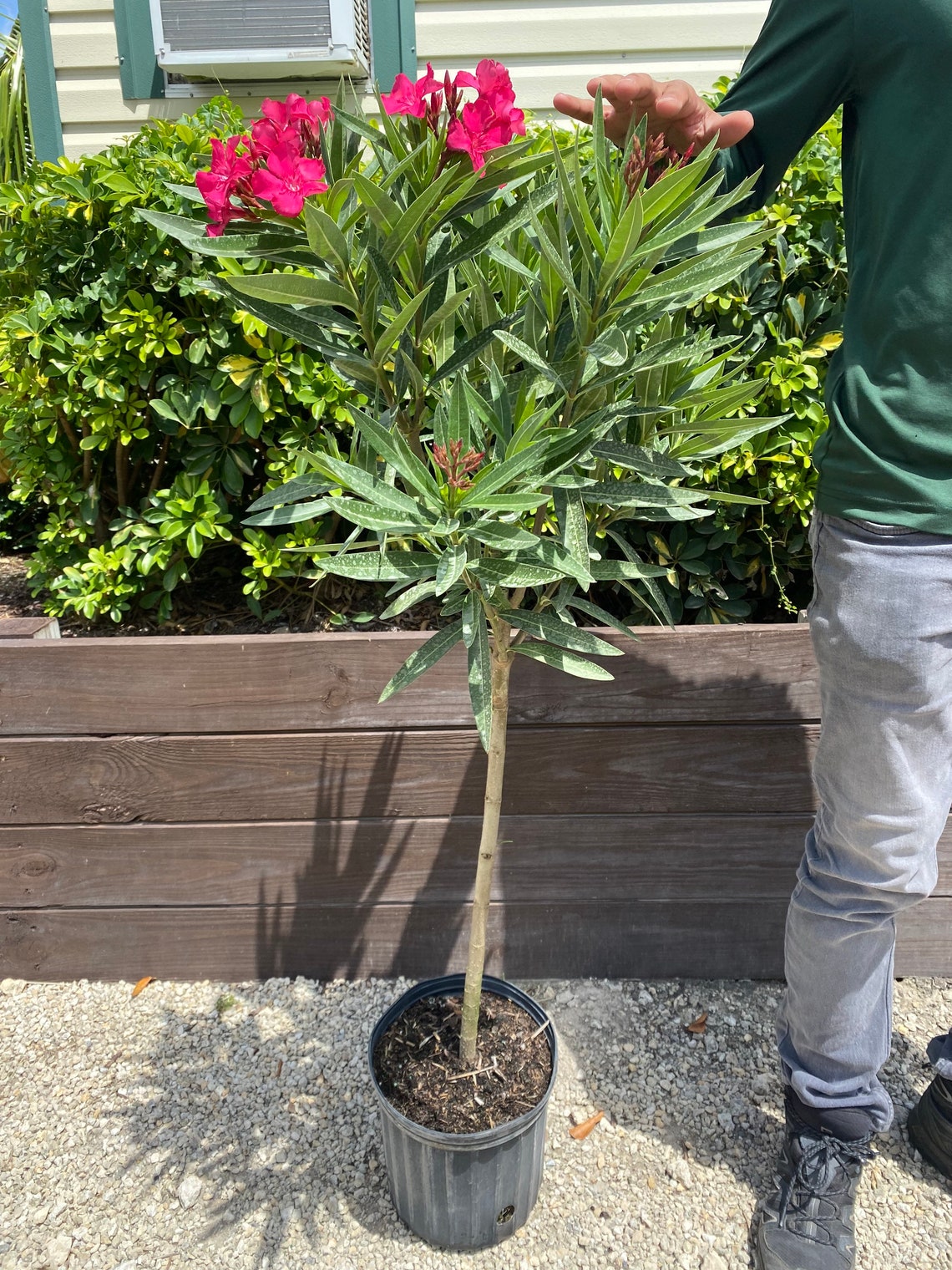 Oleander ‘calypso’ – Nerium Oleander 10 Inch Pot. Live Flowering Shrub ...
