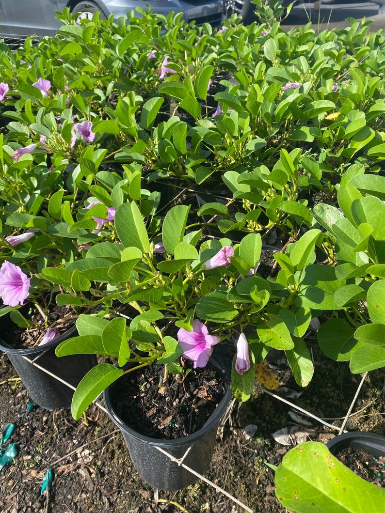 Railroad Vine Ipomoea Pes-caprae Ground Cover 6 Inch Pot - Etsy