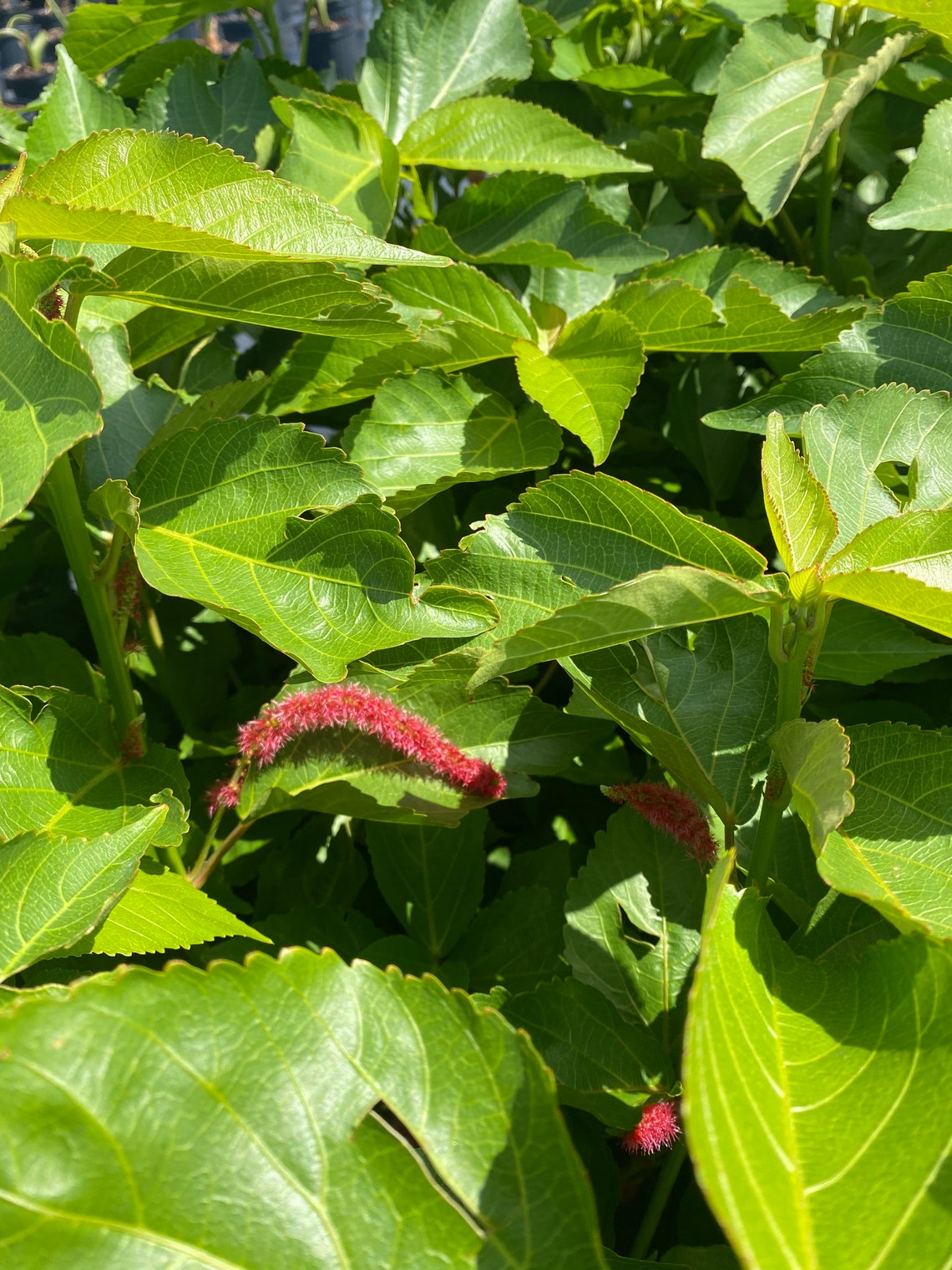 Chenille Plant Acalypha Hispida 10 Inch Pot | Etsy
