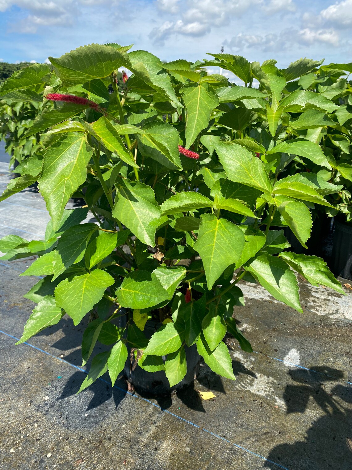 Chenille Plant Acalypha Hispida 10 Inch Pot Free Shipping to Eastern ...