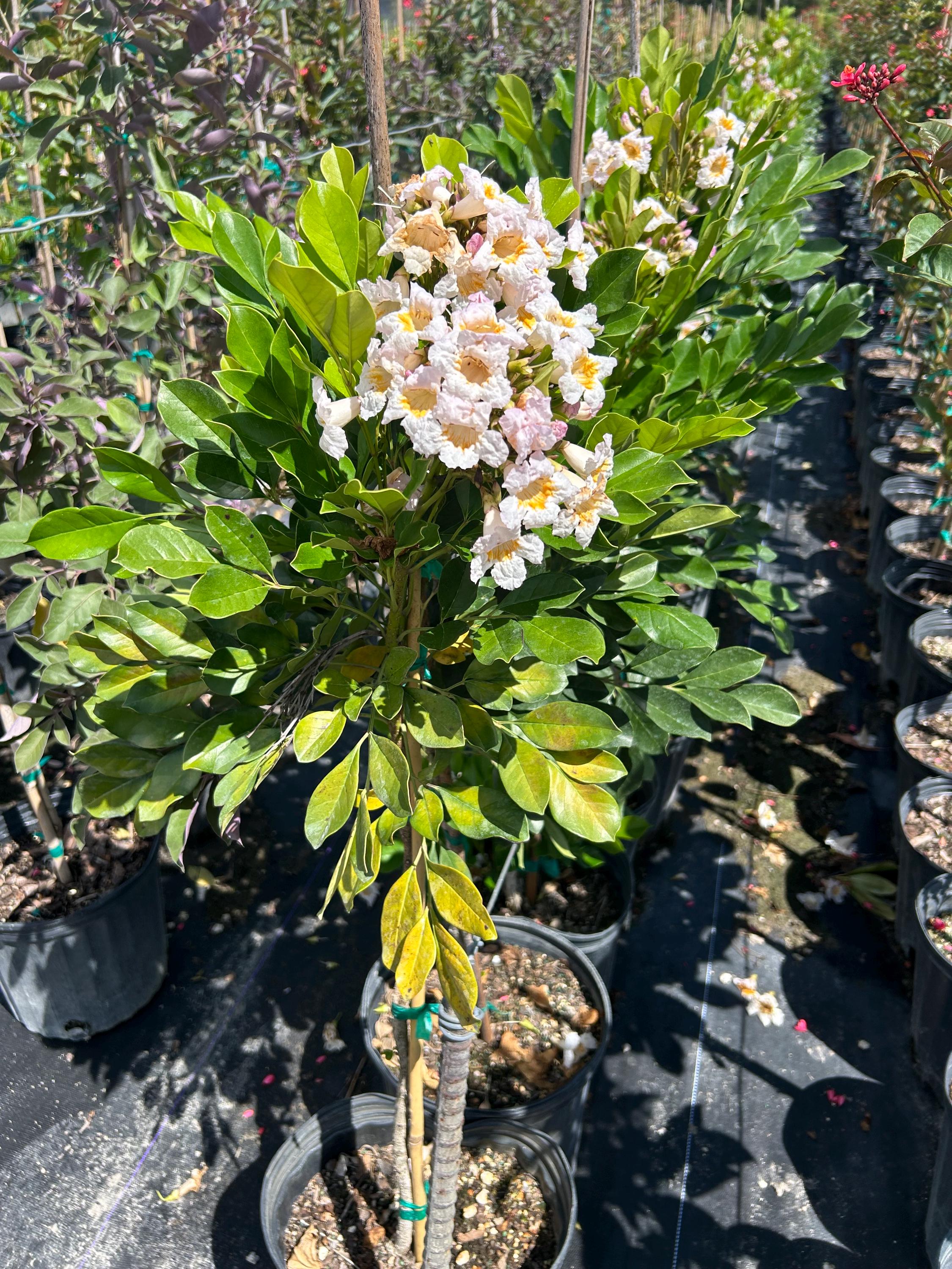 Dwarf Tree Jasmine Tree Form – Radermachera Kunmingensis 10 Inch Pot ...