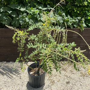 Necklace Pod Sophora Tormentosa TREE FORM 10 Inch Pot FREE Shipping ...