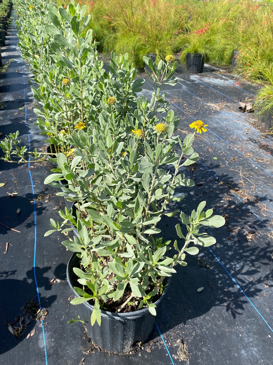 Sea Oxeye Daisy Borrichia Frutescens 10 Inch Pot Free Shipping to ...