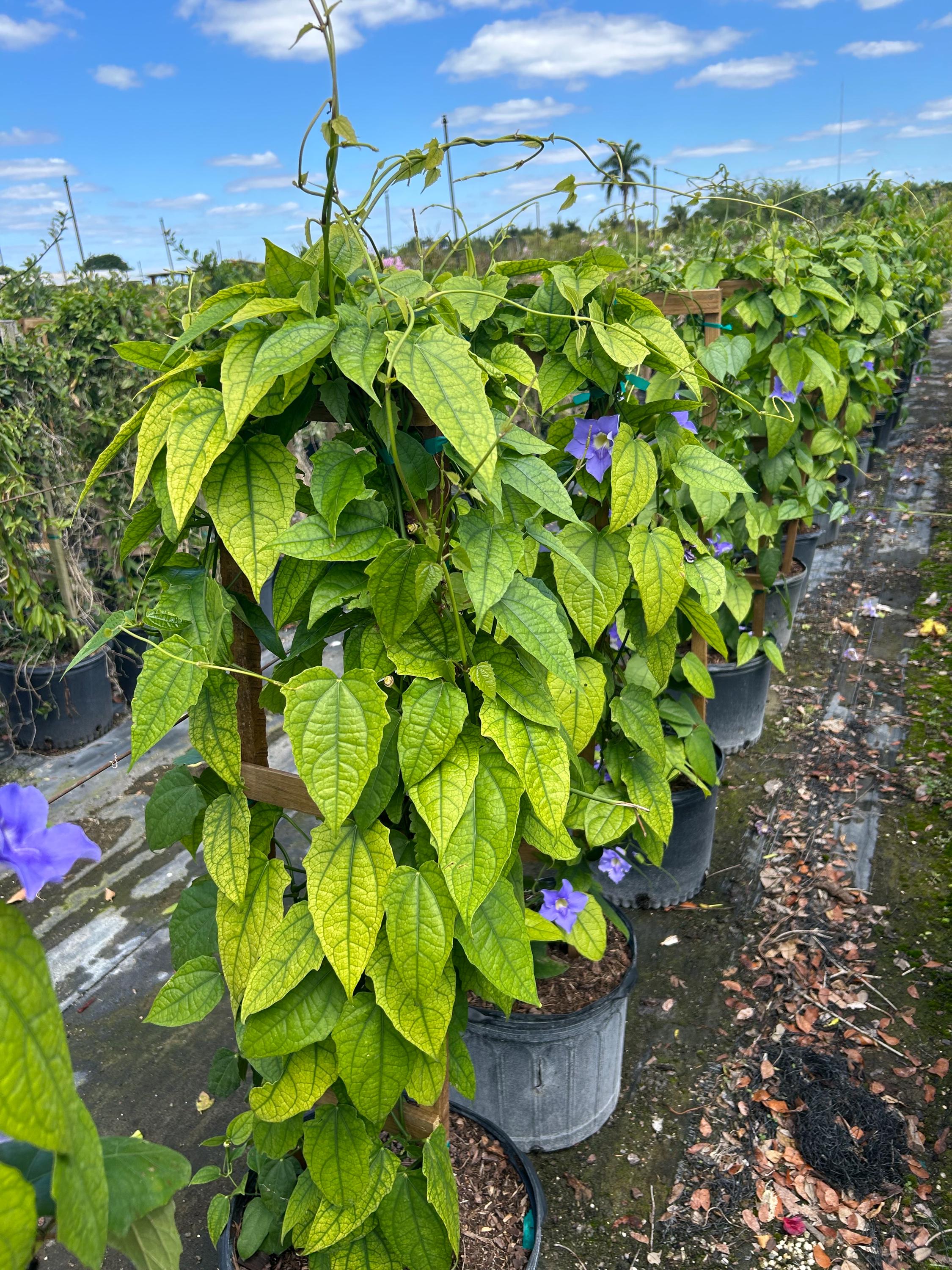 Sky Vine – Bengal Clockvine Thunbergia Grandiflora 14 Inch Pot ...