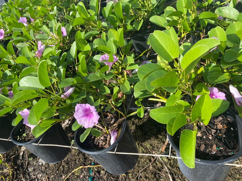 Bulk of 12 Railroad Vine Ipomoea Pes-caprae 6 Inch Pot Free Shipping to ...