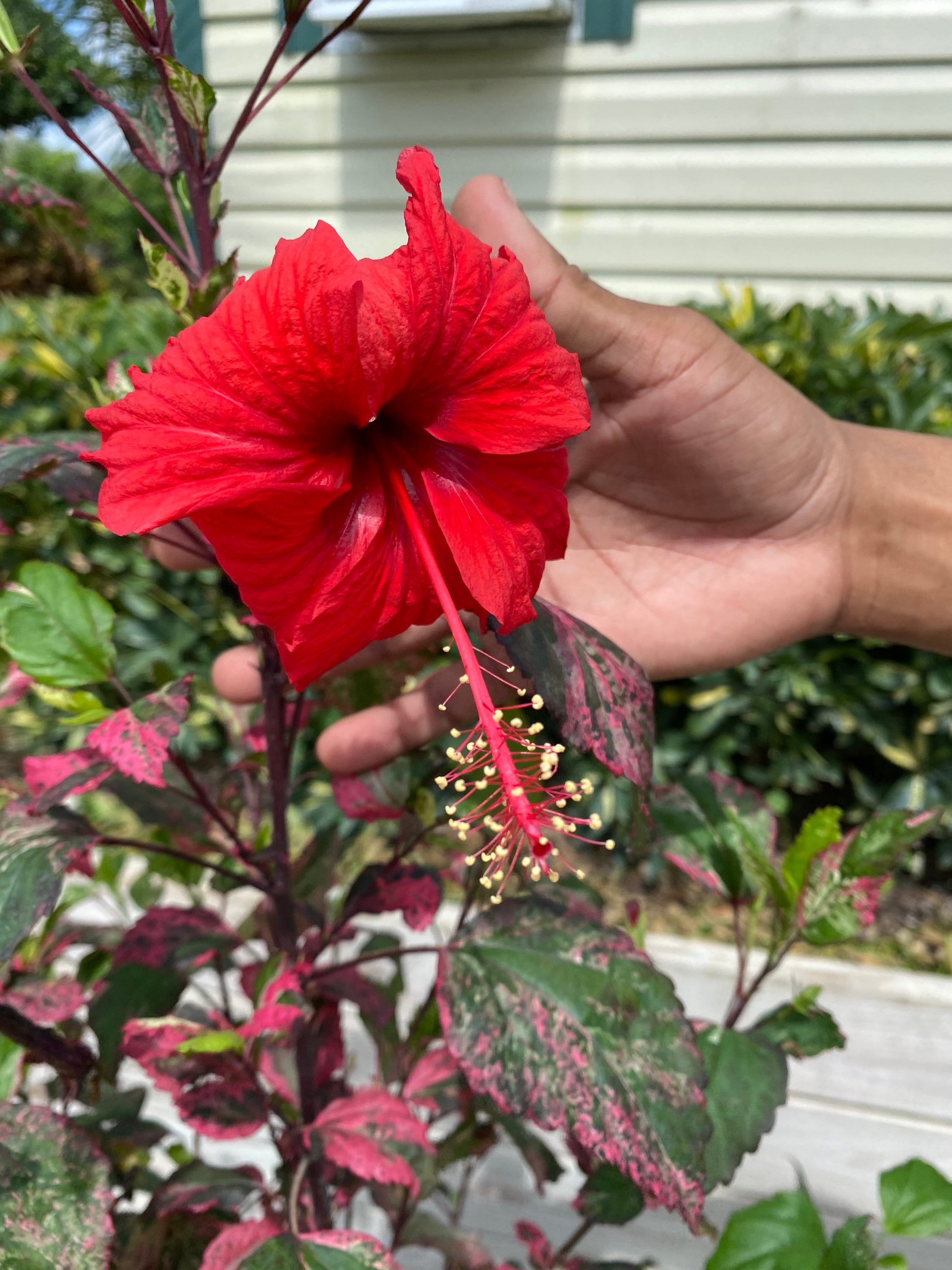 Red Hot Hibiscus