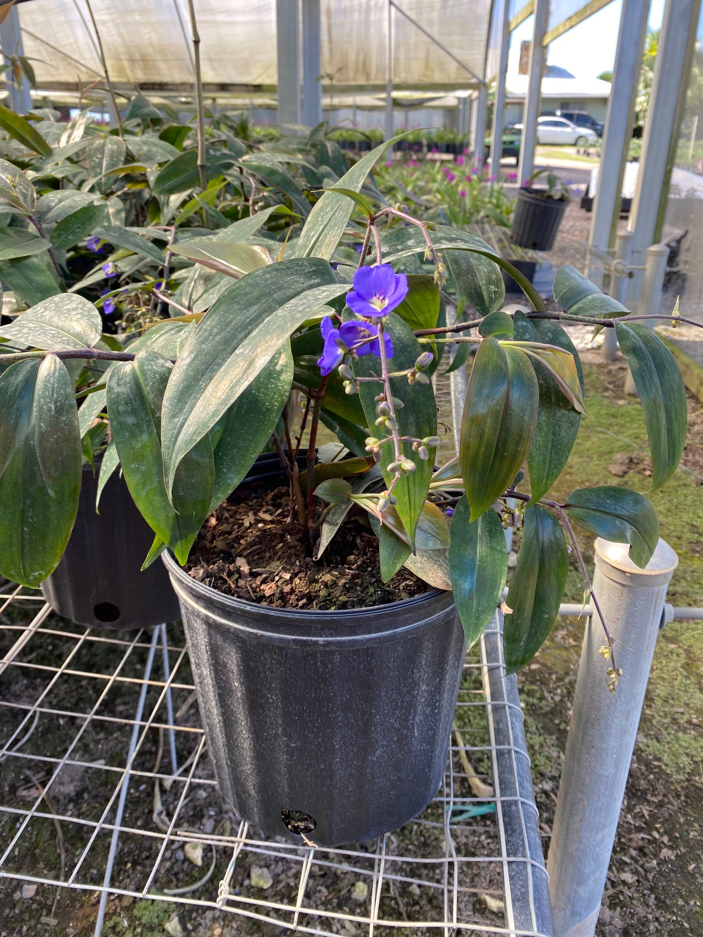 Weeping Blue Ginger – Dichorisandra Penduliflora 10 Inch Pot, Tropical ...