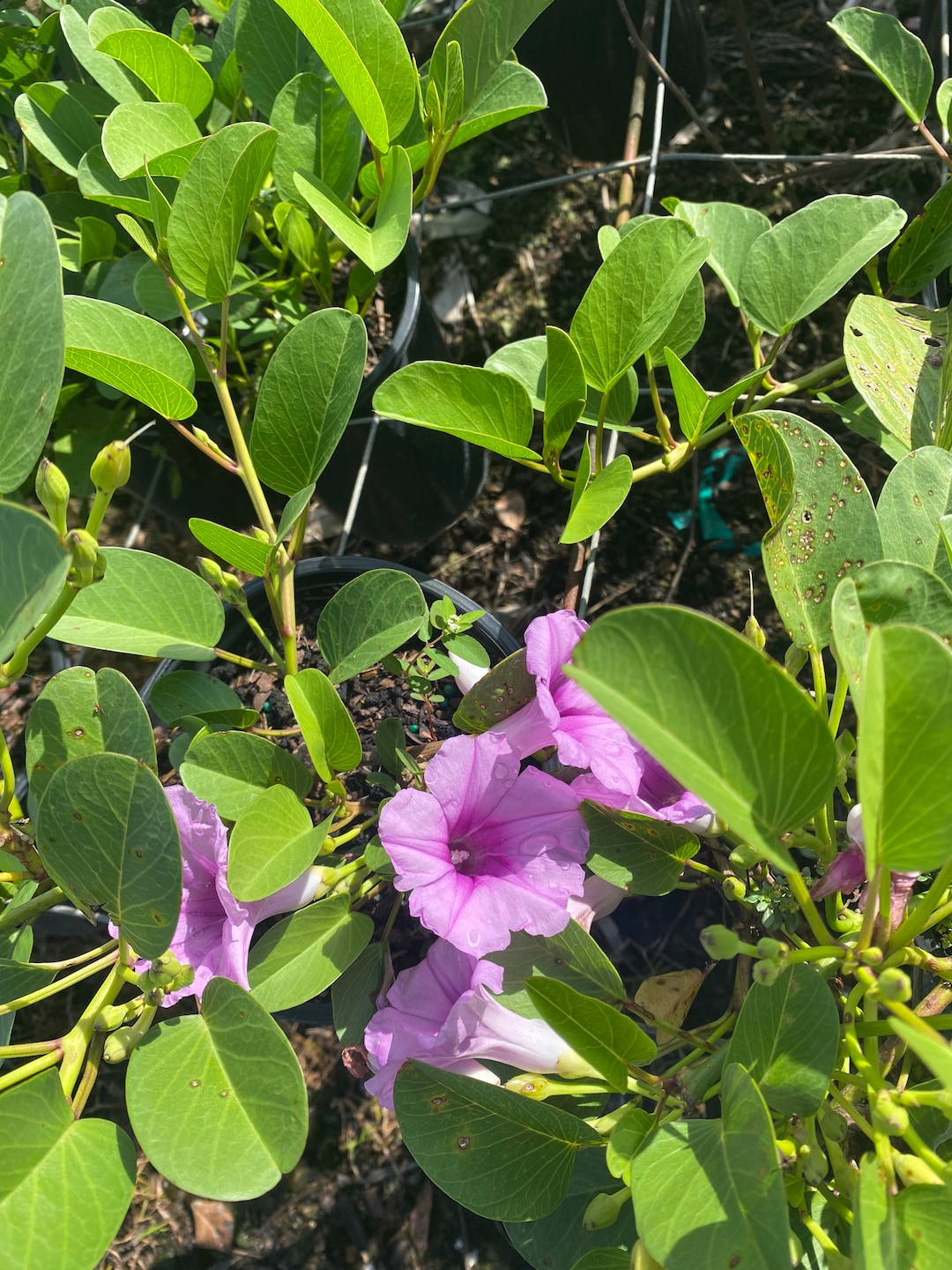 Railroad Vine Ipomoea Pes-caprae Ground Cover 6 Inch Pot - Etsy Singapore