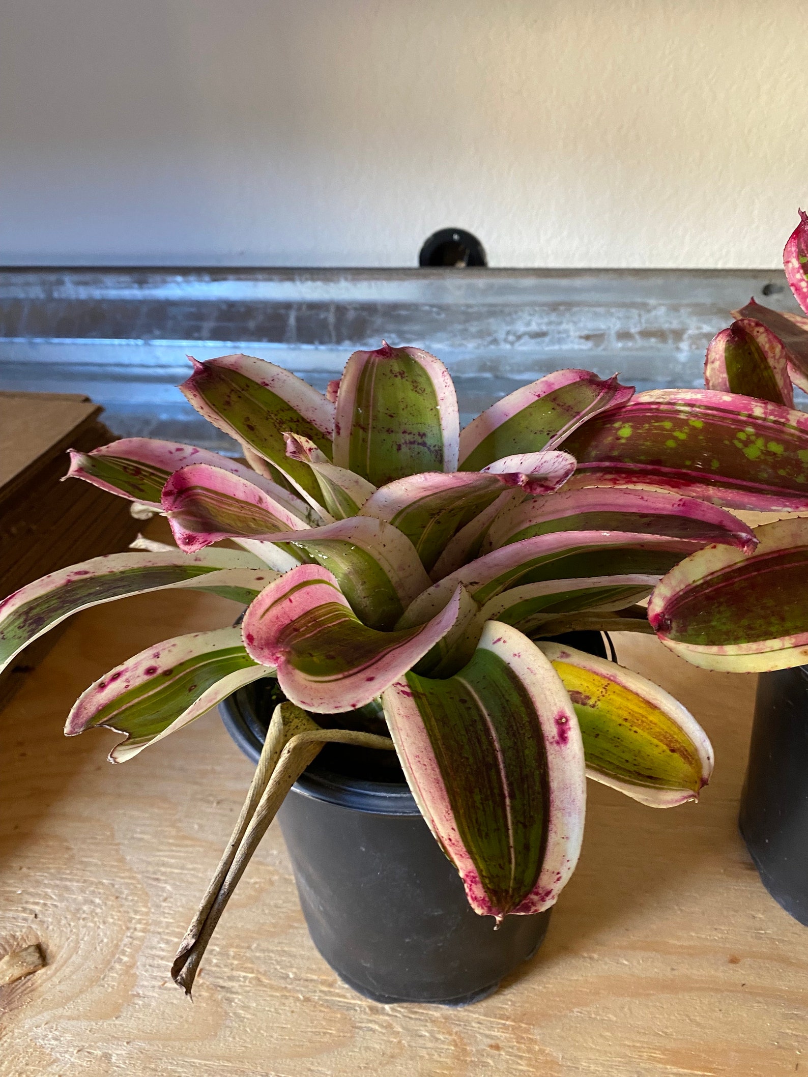 Assorted Bromeliad – Bromeliaceae 6 Inch Pot, Tropical Indoor & Outdoor ...