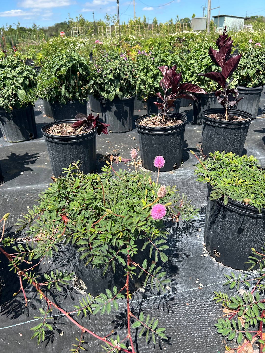 Sunshine Mimosa Mimosa Strigilosa 10 Inch Pot Free Shipping to Eastern ...