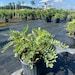 Necklace Pod Sophora Tormentosa TREE FORM 10 Inch Pot FREE - Etsy